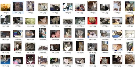Cnn Pytorch Dataset Dataloader Cnn Csdn