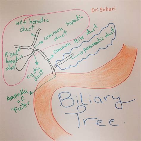 Biliary Trees 🌲 What Part Of Duodenum Has The Opening Of Common Bile Duct 💭 Usmle