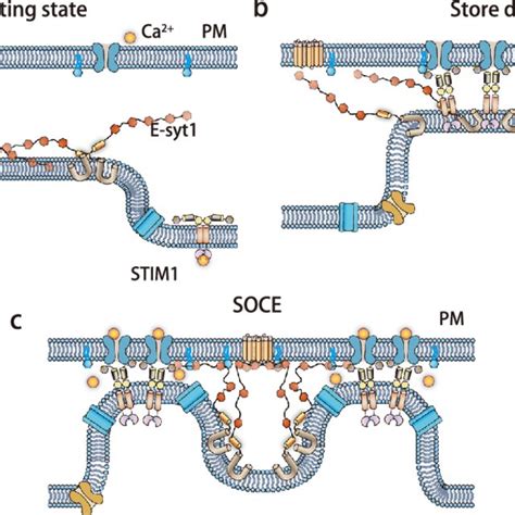 A Model Of How E Syt1 And Stim1 Collaboratively And Dynamically Download Scientific Diagram