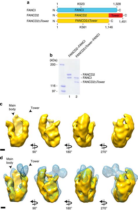 Determination Of The Tower Domain Of Fancd2 A Schematic Of Fanci And