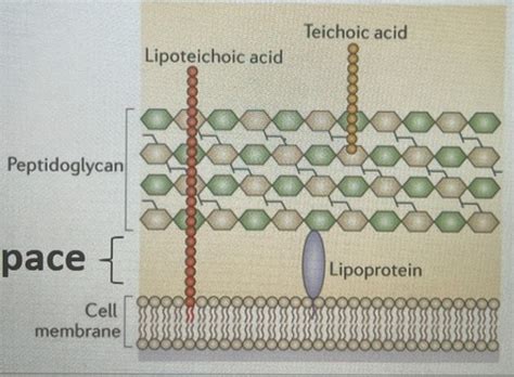 Bacterial Cell Structure And Function Flashcards Quizlet