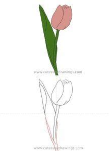 25 Easy Tulip Drawing Ideas How To Draw A Tulip