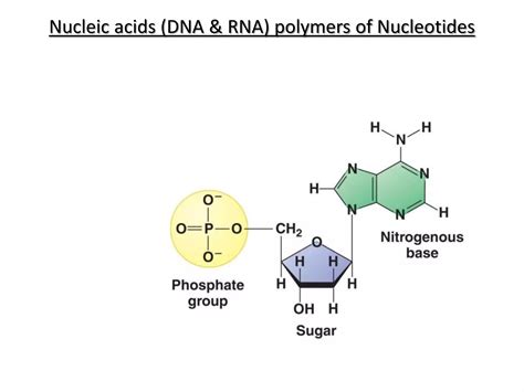 Structure Of Proteins And Nature Of Bond Linking Monomers In A Polymer Ppt
