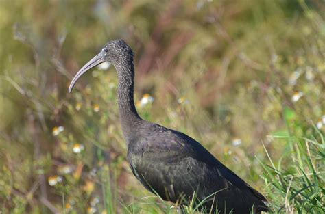 Juvenile Glossy Ibis This Is A Juvenile Glossy Ibis Thus … Flickr