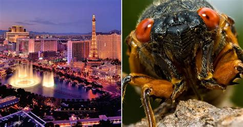 Major US City To Be Swarmed By Sex Crazed Bugs In Weeks Amid Rare Cicada Geddon Event The