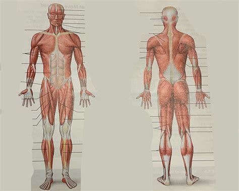 Skeletal Muscles Diagram Quizlet