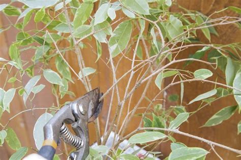 How To Trim A Ficus Tree Ficus Tree Ficus Ficus Benjamina