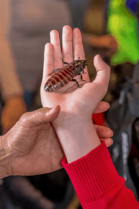 Madagascan Hissing Cockroach Care Guide Reptile Cymru