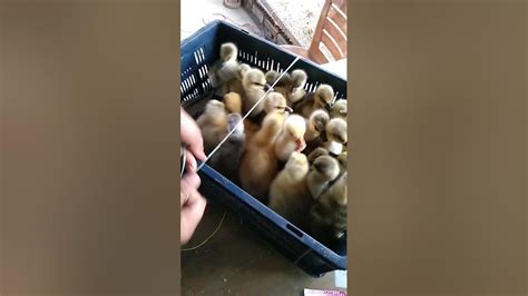 রাজহাঁসের বাচ্চা পাইকারি দামে। 01626553797 ফোন দিন হ্যাচারীতে। Youtube