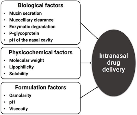 Intranasal Administration For Brain Targeting Delivery Ijn