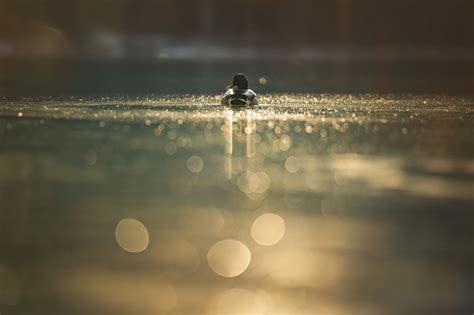 Duck Bokeh Wildlife Bird Wallpaper Coolwallpapersme