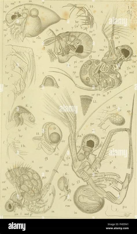 Illustration And Classification Of Arthropods In A Scientific Publication From 1866 Featuring