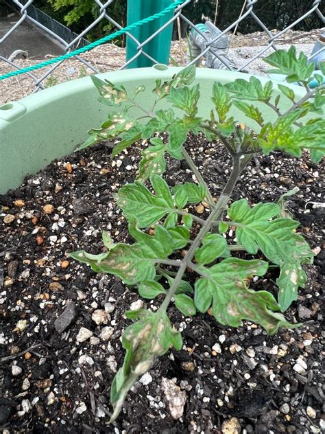 Bad Start To Tomatoes In The Ask A Question Forum