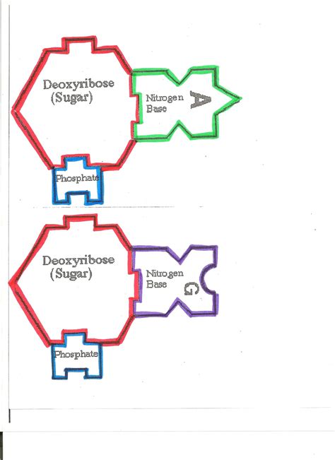Dna Puzzle Worksheets