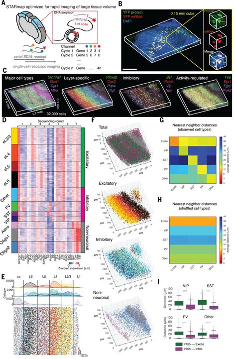 Three Dimensional Intact Tissue Sequencing Of Single Cell Transcriptional States Science