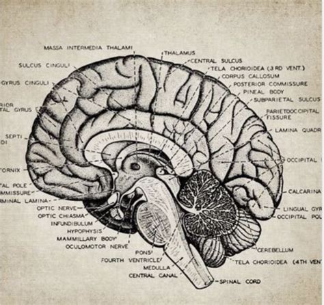 In Depth Illustration Of The Brain Artofit