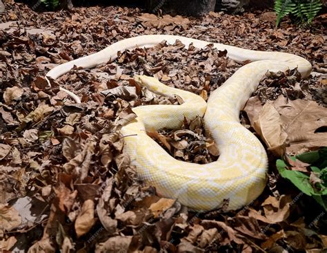 Albino Reticulated Python Python Serpiente Amarilla Tirada En El Suelo En La Granja De