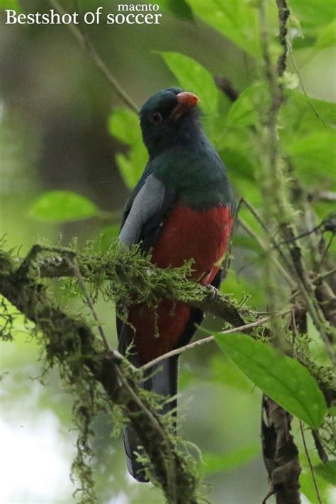 コスタリカ野鳥遠征6オグロキヌバネドリ ベストショットオブサッカー