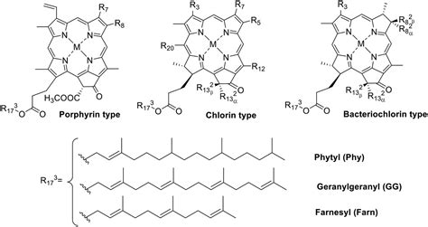 Chlorophyll Structure