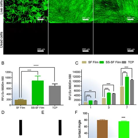 cell growth on the ss sf films a viability of human fibroblast bj download scientific