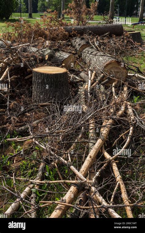 Tress Larches Cut Down Because They Were Sick Or Died Due To The