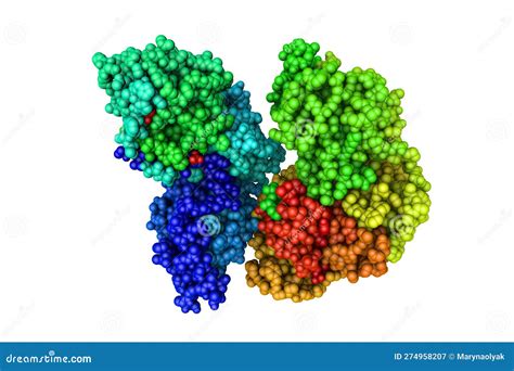 Human Fatty Acid Synthase Psi Ketoacyl Ribbons Diagram In Secondary