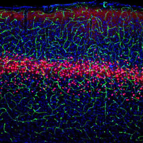 Shedding Light On How The Brain Processes Visual Information Neuroscience News