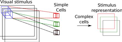 Cubic Receptive Field Implementation Of The Complex Cells Each Filter Download Scientific
