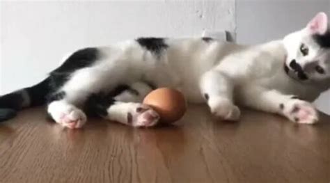 Спаривание животных с людьми