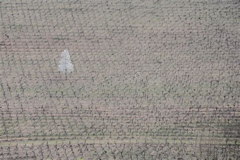 Flowering Tree On A Vineyard Plot Stock Image Image Of Fields Early 360913971