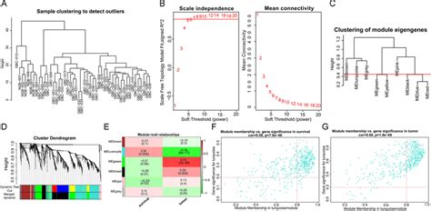 Construction Of Weighted Co Expression Network And Mining Hub Download Scientific Diagram