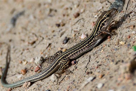 Whiptail Lizard Reproduction