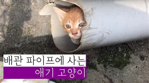 배관 파이프에서 애기 길고양이가 살고있어요 네이버 Tv