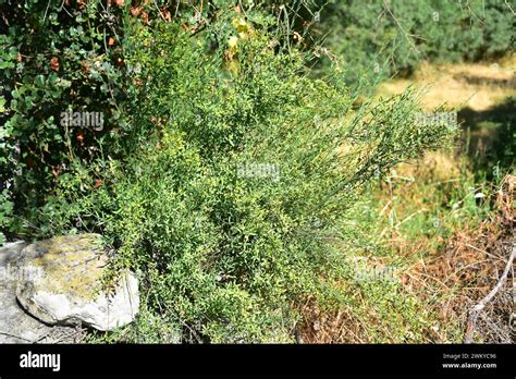 Osyris Osyris Alba Is An Hemiparasitic Shrub Native To Mediterranean Basin This Photo Was