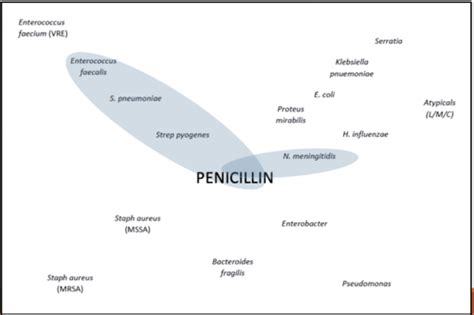 Antibiotic Coverage Flashcards Quizlet