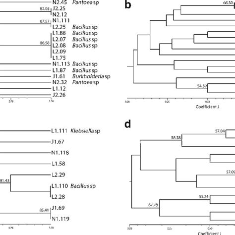 dendrogram of genetic characterization by box pcr of isolates from a
