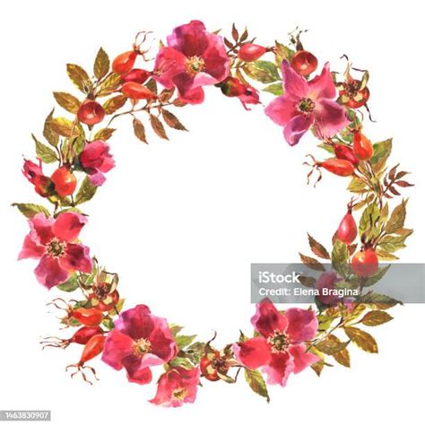 수채화 장미 엉덩이 화환 야생 장미의 꽃 잎과 과일 흰색 배경에 격리된 수채화 그림 0명에 대한 스톡 벡터 아트 및 기타 이미지 0명 기록보관용 꽃 나무 Istock
