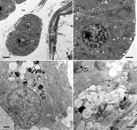 Haemocoel Cells Tem A Bzelentia Pustulata Cellules Download Scientific Diagram