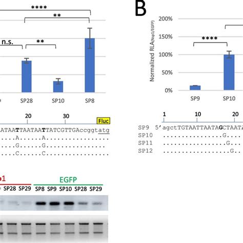 Sequence Specificities Of The 5′utr Mediated Selective Protein