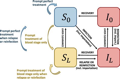 Schematic Representation Of The Model Derived From White Et Al Download Scientific