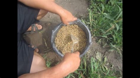 КАК И ЧЕМ КОРМИТЬ РЫБУ В ПРУДУ Youtube