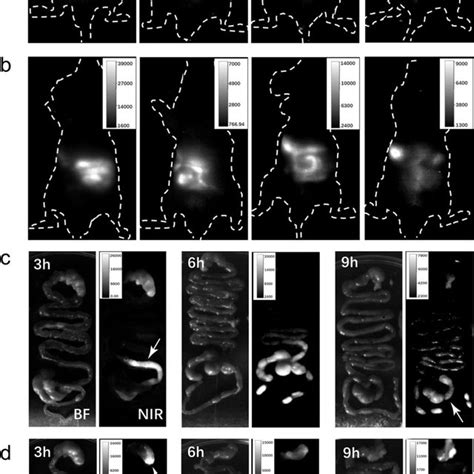 A Scheme Of The Nir Ii Based Fluorescence Imaging Of Gut Microbiota Download Scientific