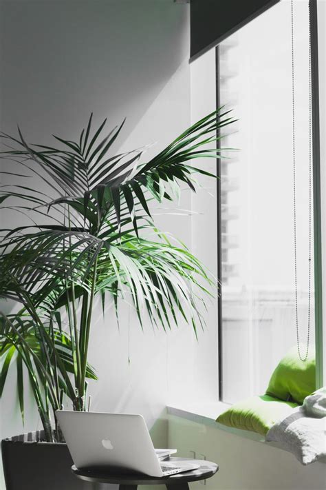 The Best Indoor Trees And Big Plants To Grow In Your Living Room Architectural Digest