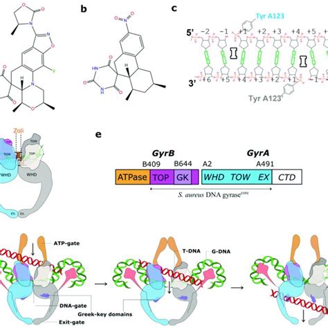 The 28 Å Zoliflodacin Crystal Structure With S Aureus Dna Gyrase A Download Scientific