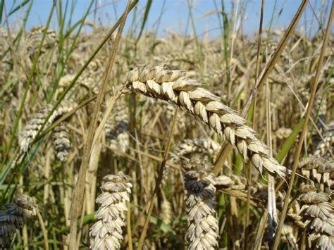 研究者らがハイブリッド小麦の育種に役立つ遺伝子を特定