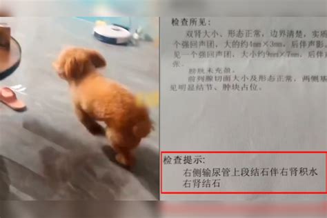 男子被宠物泰迪踢进急诊长了2年的肾结石竟掉了医生哭笑不得