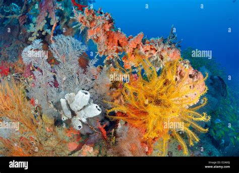 Philippines Palawan Island A Coral Reef With White Tubular Sponges