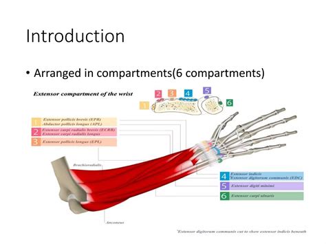 Extensor Compartment Of The Handtesfpptx