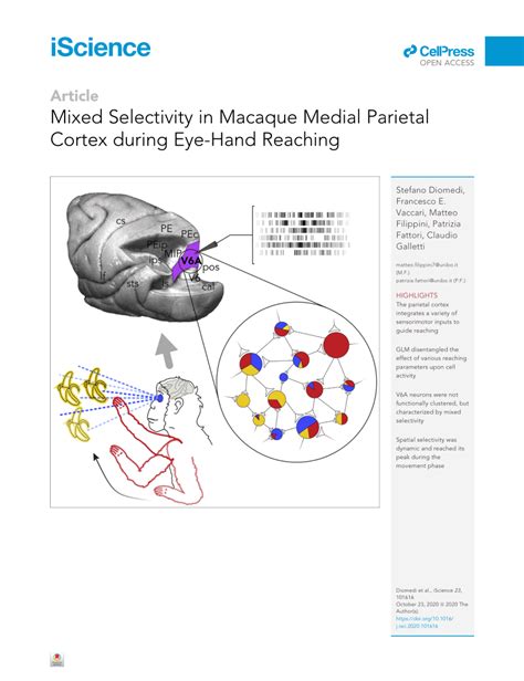 Pdf Mixed Selectivity In Macaque Medial Parietal Cortex During Eye Hand Reaching