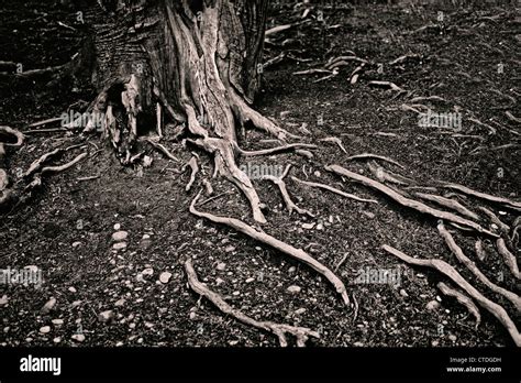 Tree Roots On The Soil Closeup Stock Photo Alamy